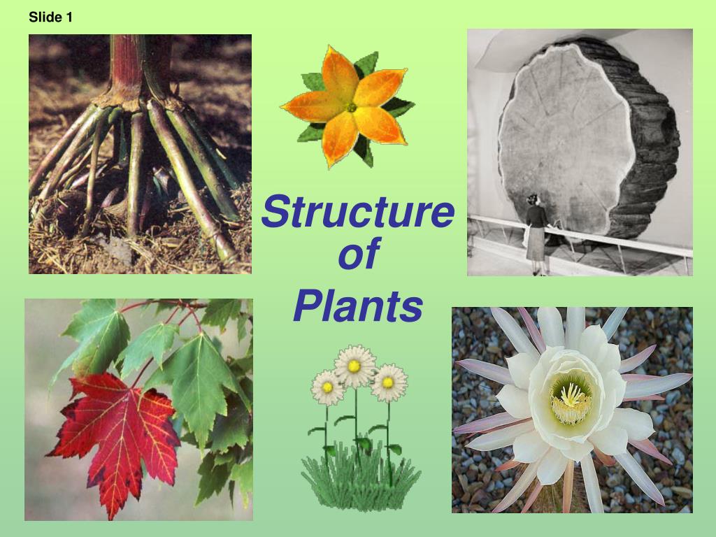 PPT - Structure of Plants PowerPoint Presentation, free download - ID ...