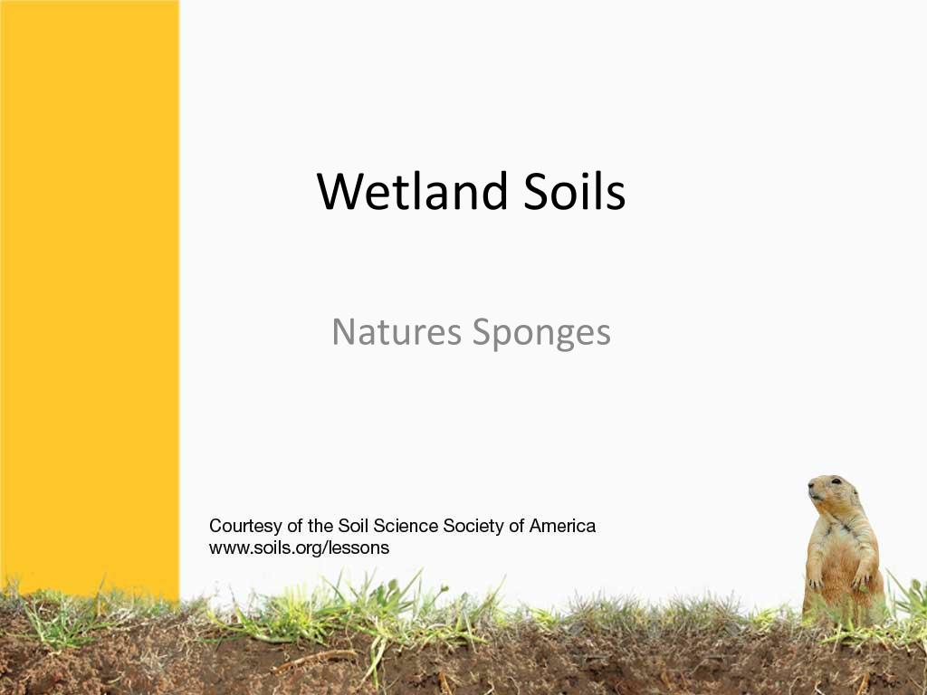 PPT - Wetland Soils PowerPoint Presentation, free download - ID:2109812