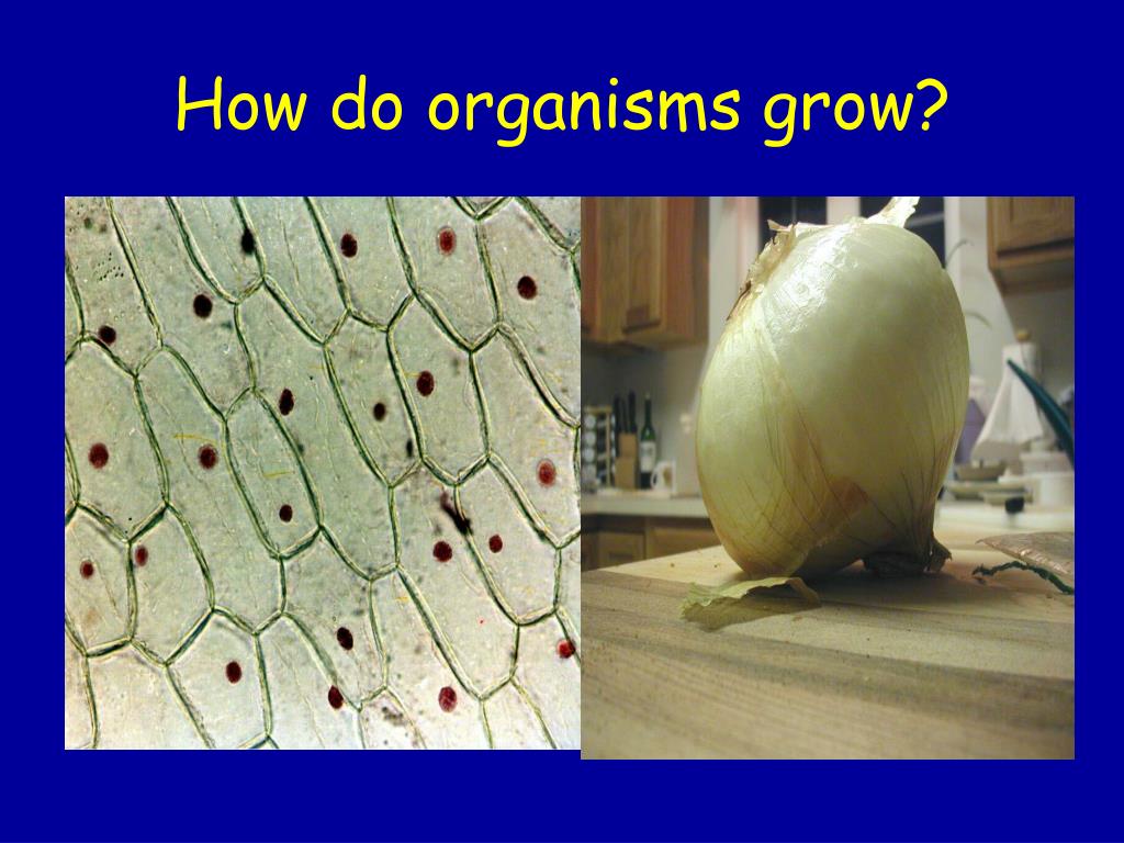 PPT - How do organisms grow? PowerPoint Presentation, free download ...