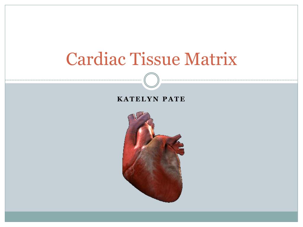 PPT - Cardiac Tissue Matrix PowerPoint Presentation, free download - ID ...