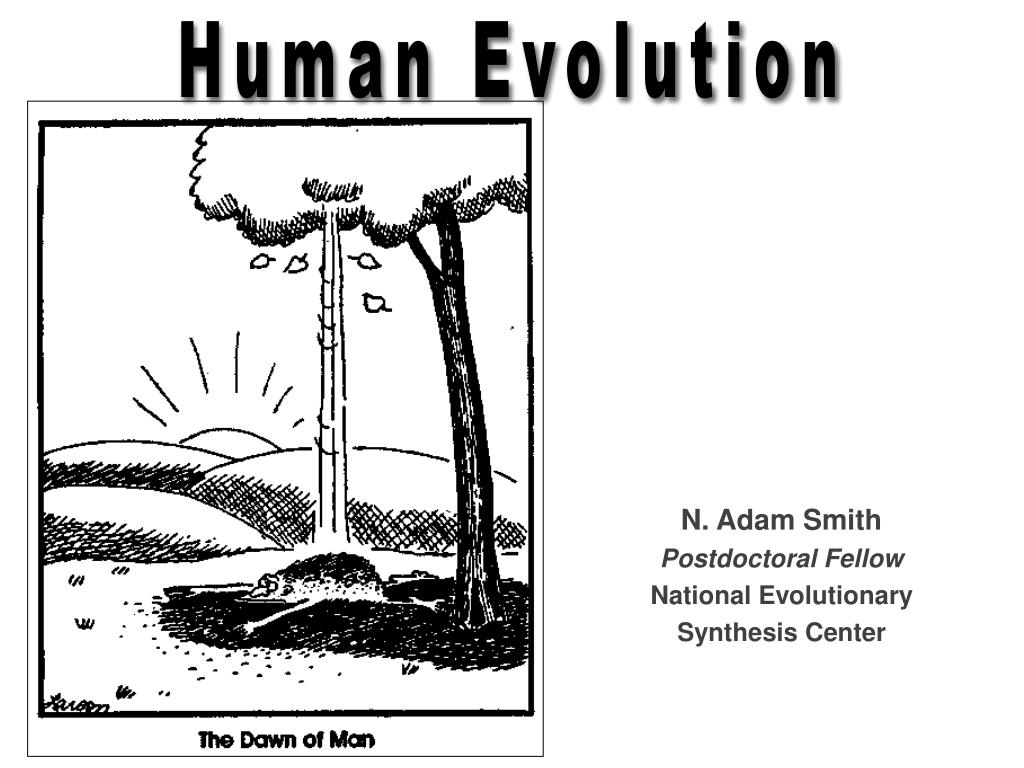 PPT - Human Evolution PowerPoint Presentation, free download - ID:2110012