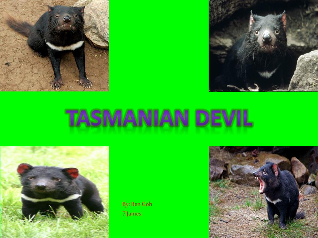 PPT - TASMANIAN DEVIL PowerPoint Presentation, free download - ID:2110545