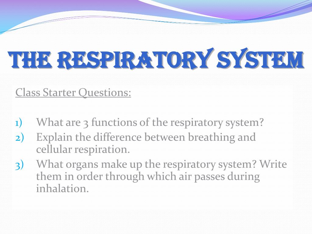 PPT - The Respiratory System PowerPoint Presentation, free download ...