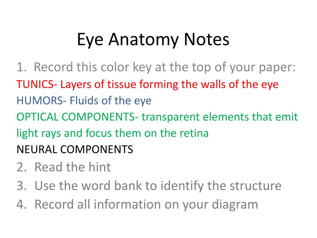 PPT - Eye Anatomy Notes PowerPoint Presentation, free download - ID:2111276