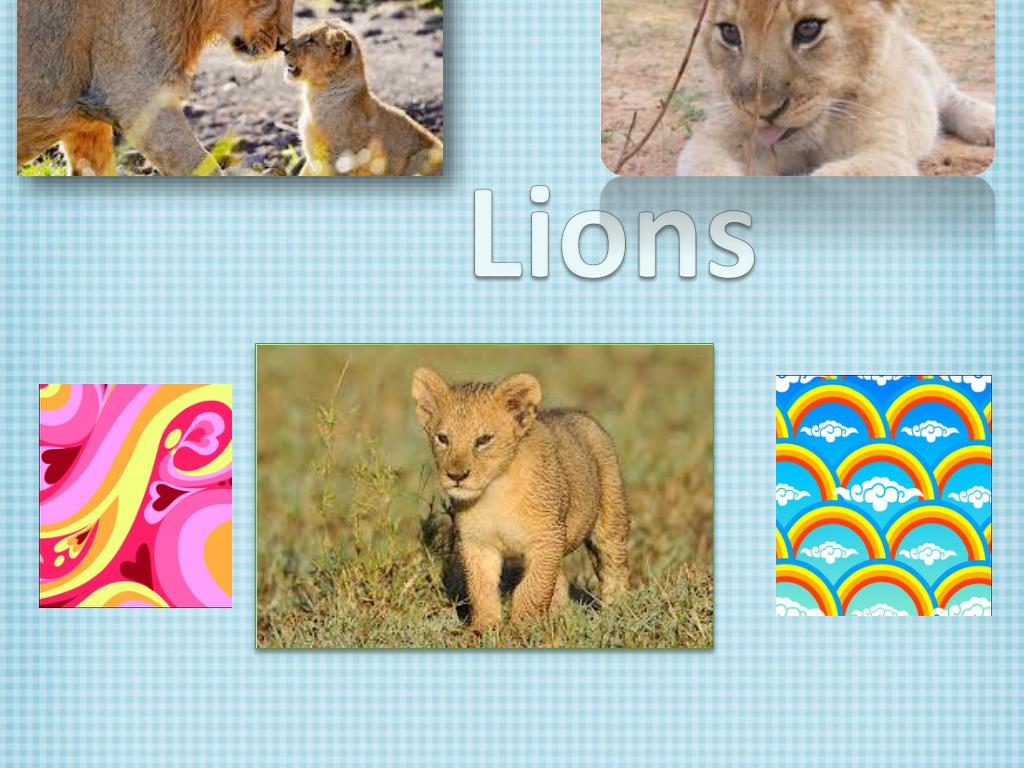 PPT - Lions PowerPoint Presentation, free download - ID:2111860