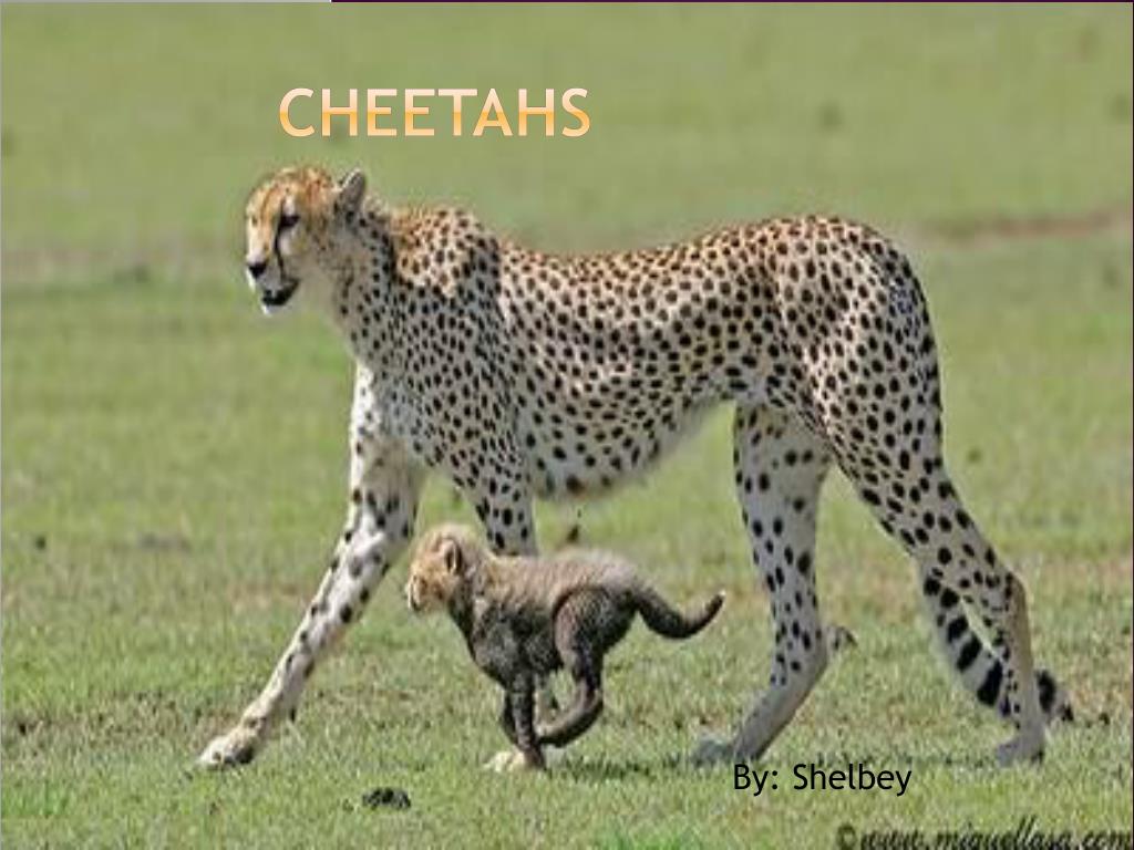 PPT - Cheetahs PowerPoint Presentation, free download - ID:2112211