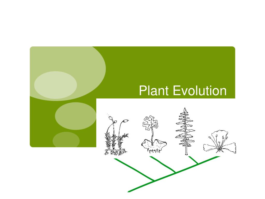 PPT - Plant Evolution PowerPoint Presentation, free download - ID:2113871