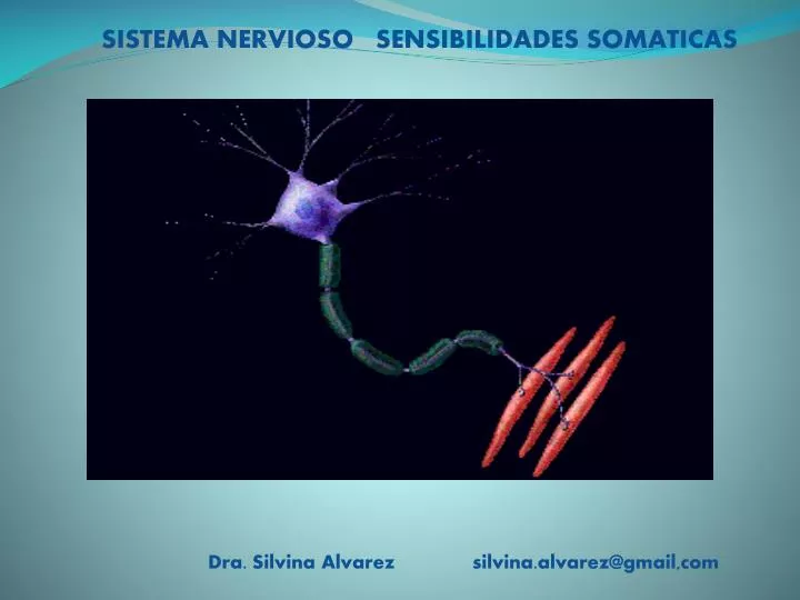PPT - SISTEMA NERVIOSO SENSIBILIDADES SOMATICAS PowerPoint Presentation ...