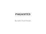 PPT - Host Parasite Relationship PowerPoint Presentation, free download ...