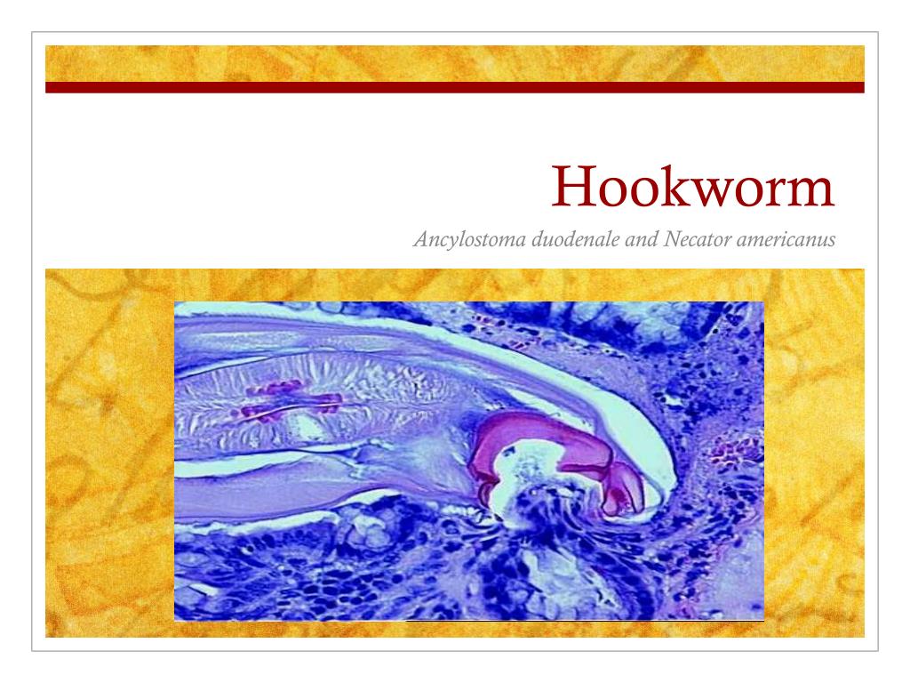 PPT - Hookworm PowerPoint Presentation, free download - ID:2114676