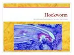 PPT - Human hookworm Necator americanus and Ancylostoma duodenale ...