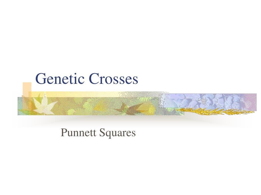 PPT - Genetic Crosses PowerPoint Presentation, free download - ID:2114729