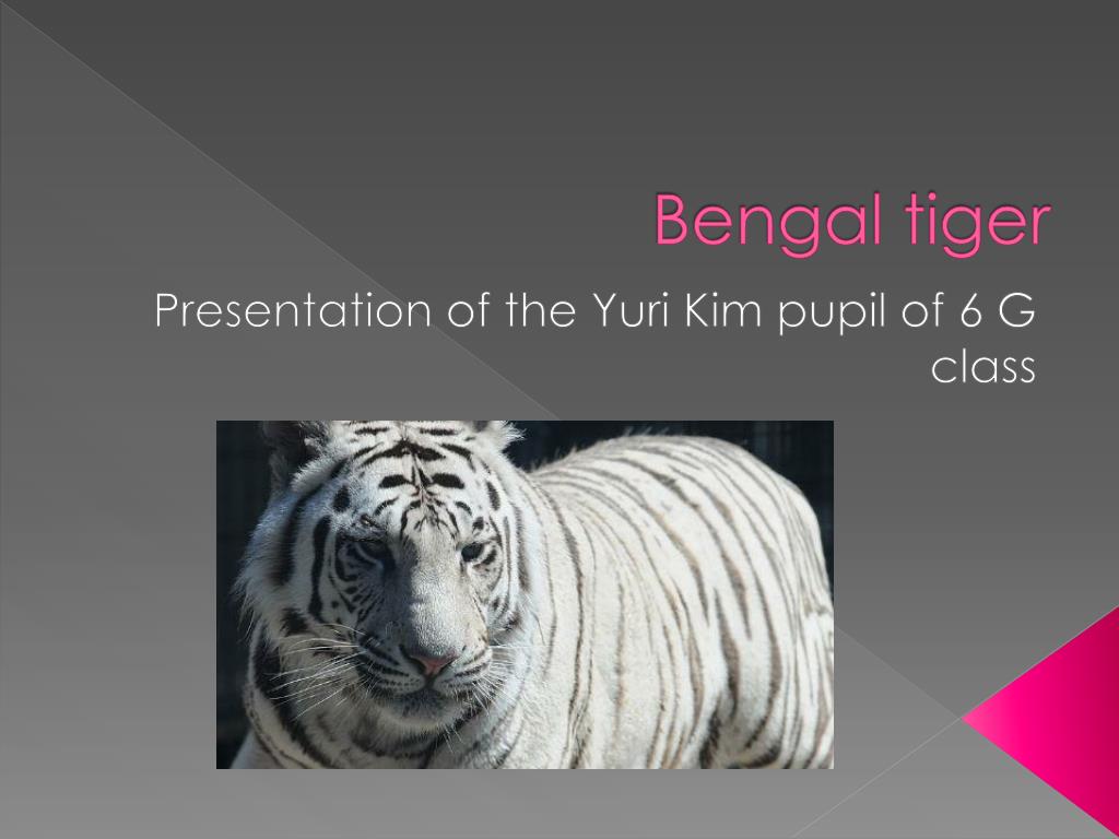 PPT - Bengal tiger PowerPoint Presentation, free download - ID:2114837