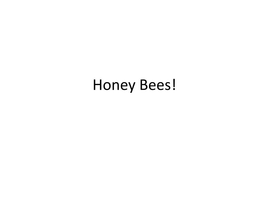 PPT - Honey Bees! PowerPoint Presentation, free download - ID:2114904