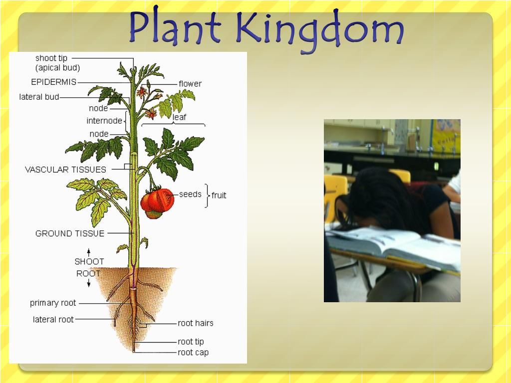 PPT - Plant Kingdom PowerPoint Presentation, free download - ID:2114953