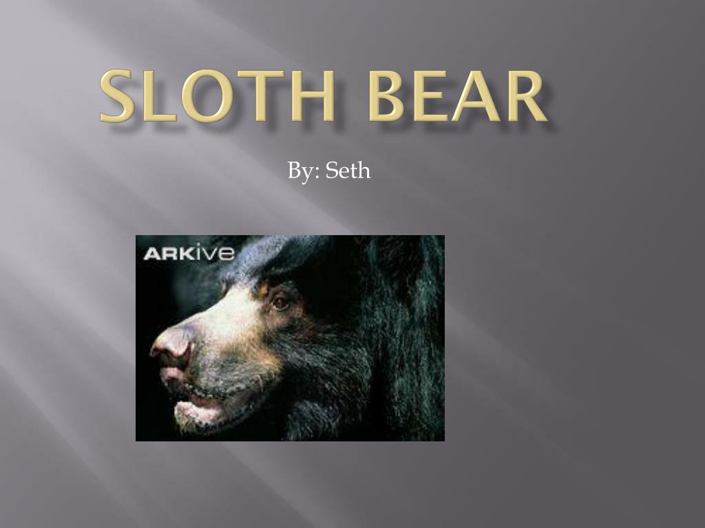 PPT - Sloth Bear PowerPoint Presentation, free download - ID:2115393