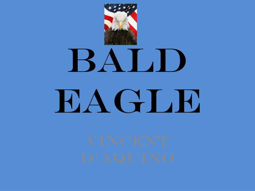 PPT - Bald Eagle PowerPoint Presentation, free download - ID:2115634