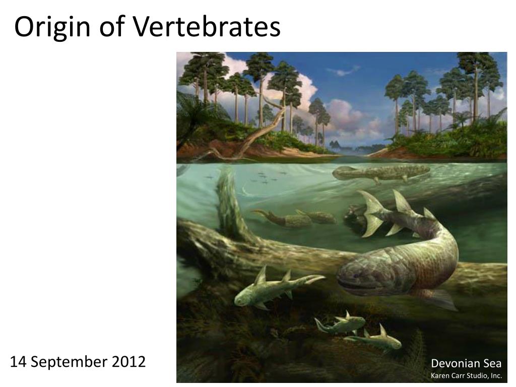 PPT - Origin of Vertebrates PowerPoint Presentation, free download - ID ...