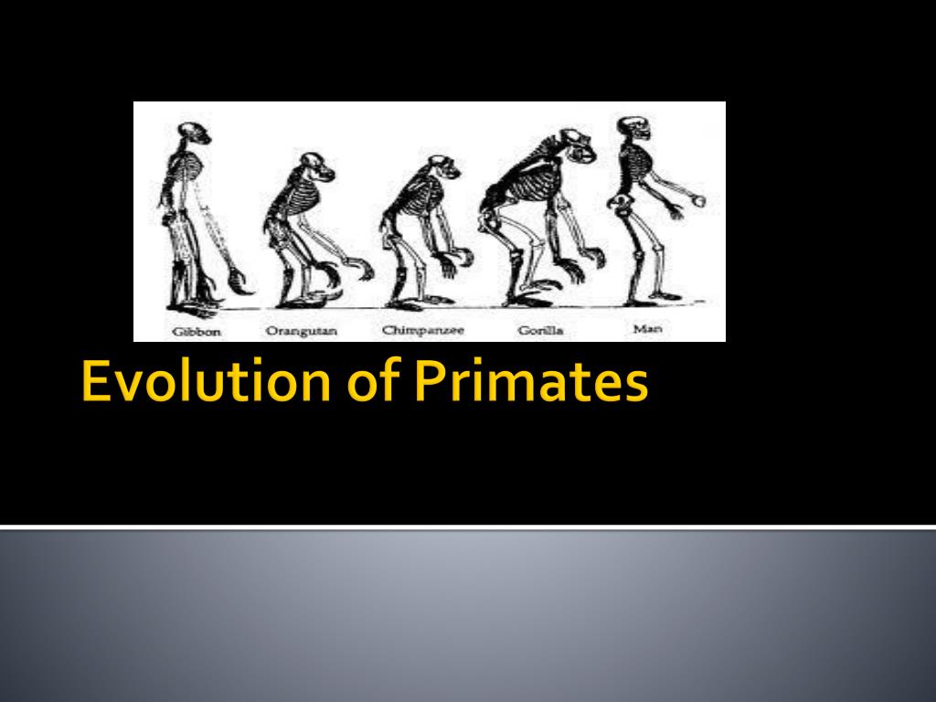 PPT - Evolution of Primates PowerPoint Presentation, free download - ID ...