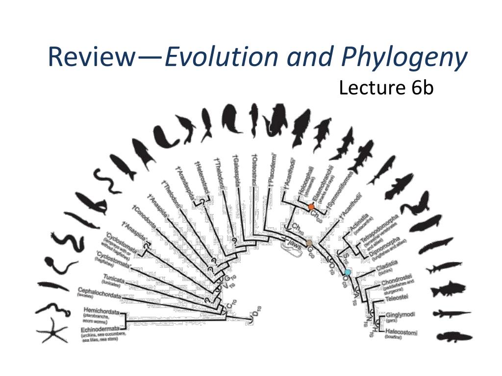 PPT - Review— Evolution and Phylogeny PowerPoint Presentation, free ...