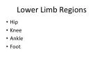 PPT - The Lower Limb PowerPoint Presentation, free download - ID:8165211