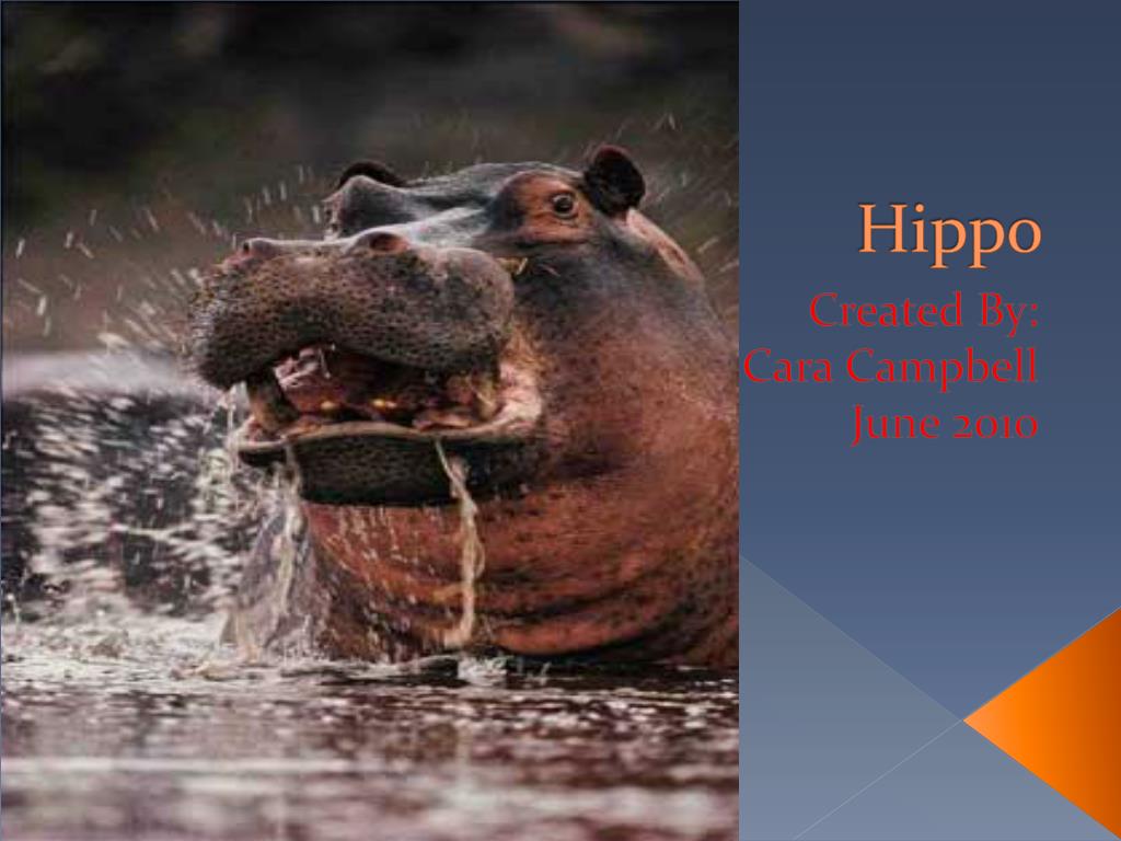 PPT - Hippo PowerPoint Presentation, free download - ID:2118565