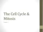 PPT - THE CELL CYCLE and MITOSIS PowerPoint Presentation, free download ...