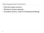 PPT - Unit 4: Developmental Genetics PowerPoint Presentation, free ...