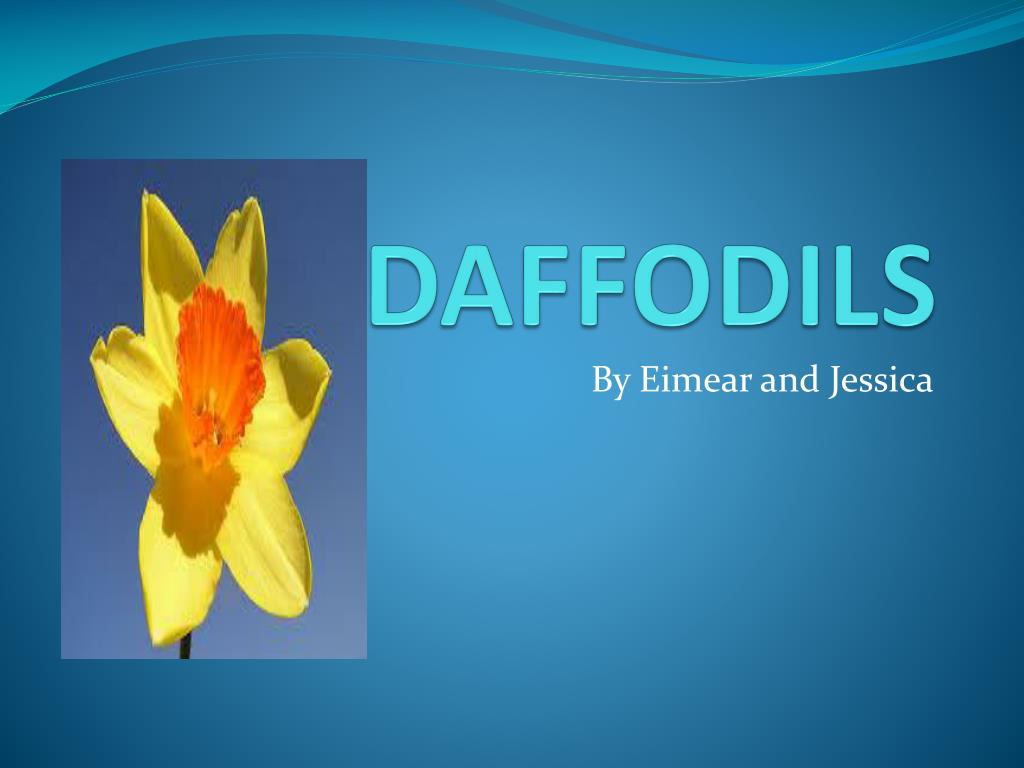PPT - DAFFODILS PowerPoint Presentation, free download - ID:2119770