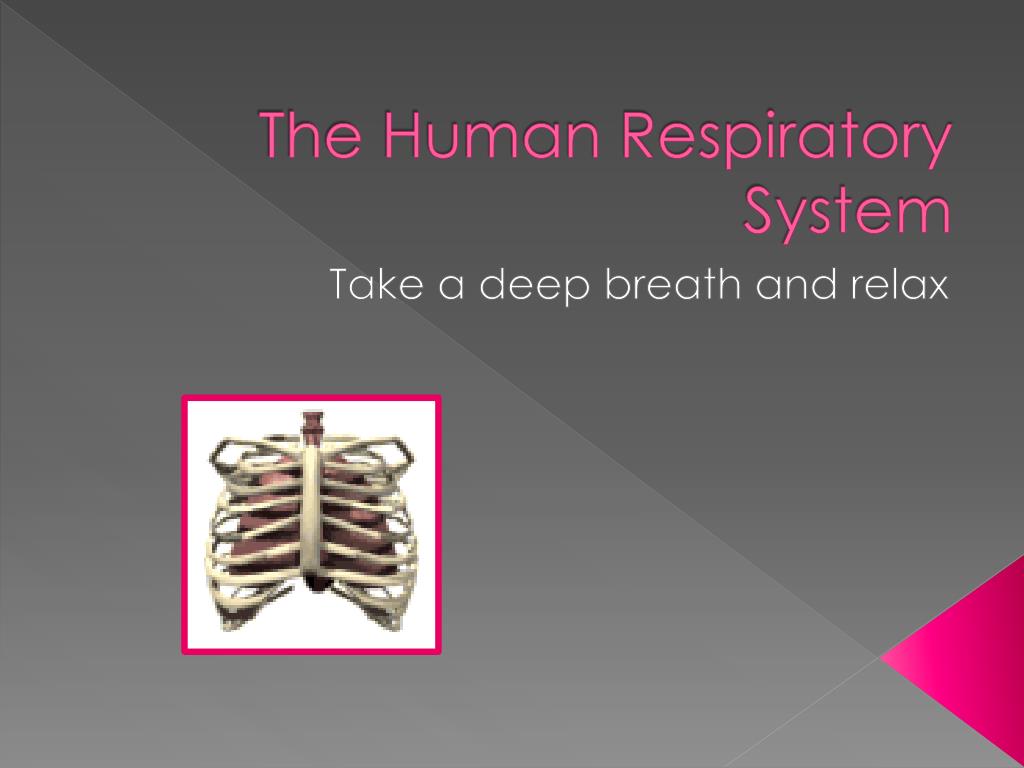 PPT - The Human Respiratory System PowerPoint Presentation, free ...