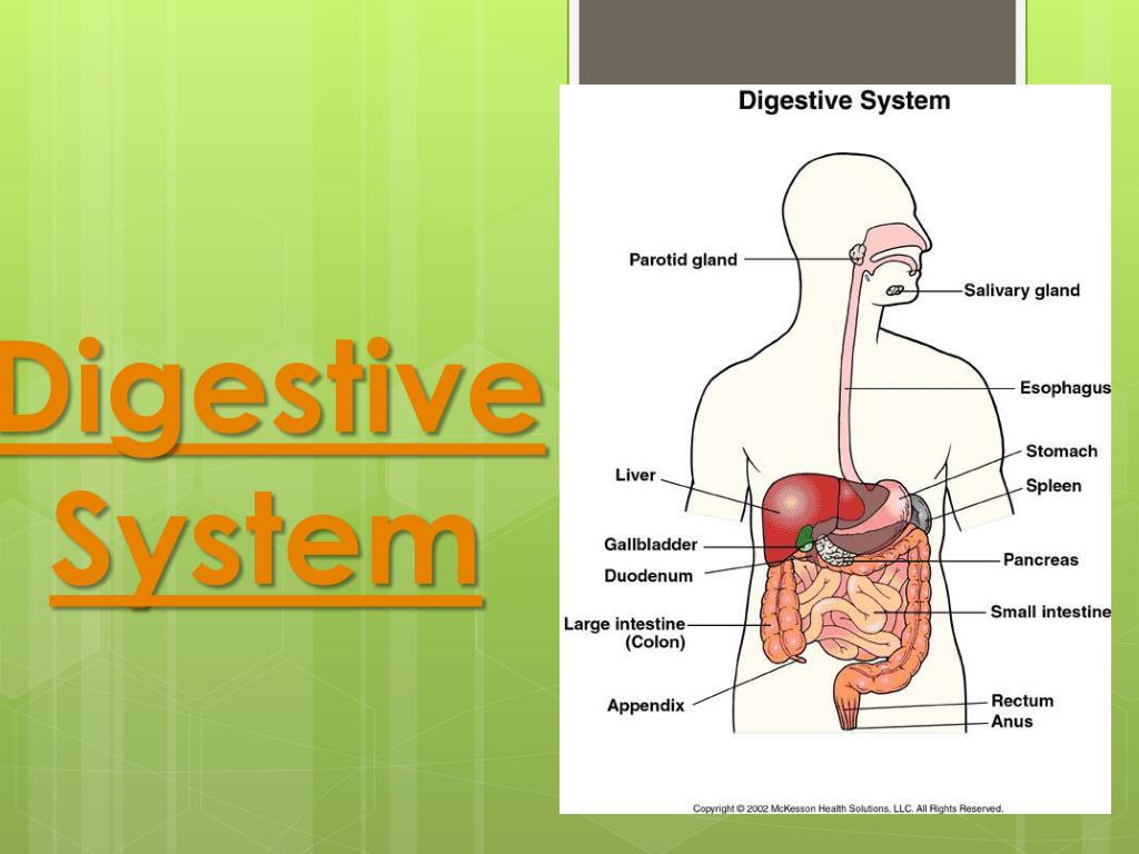 PPT - Digestive System PowerPoint Presentation, free download - ID:2120158