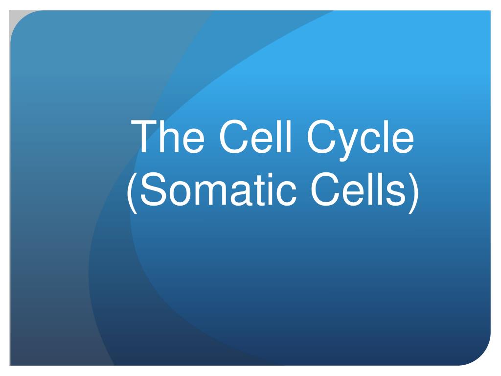 PPT - The Cell Cycle (Somatic Cells) PowerPoint Presentation, free ...
