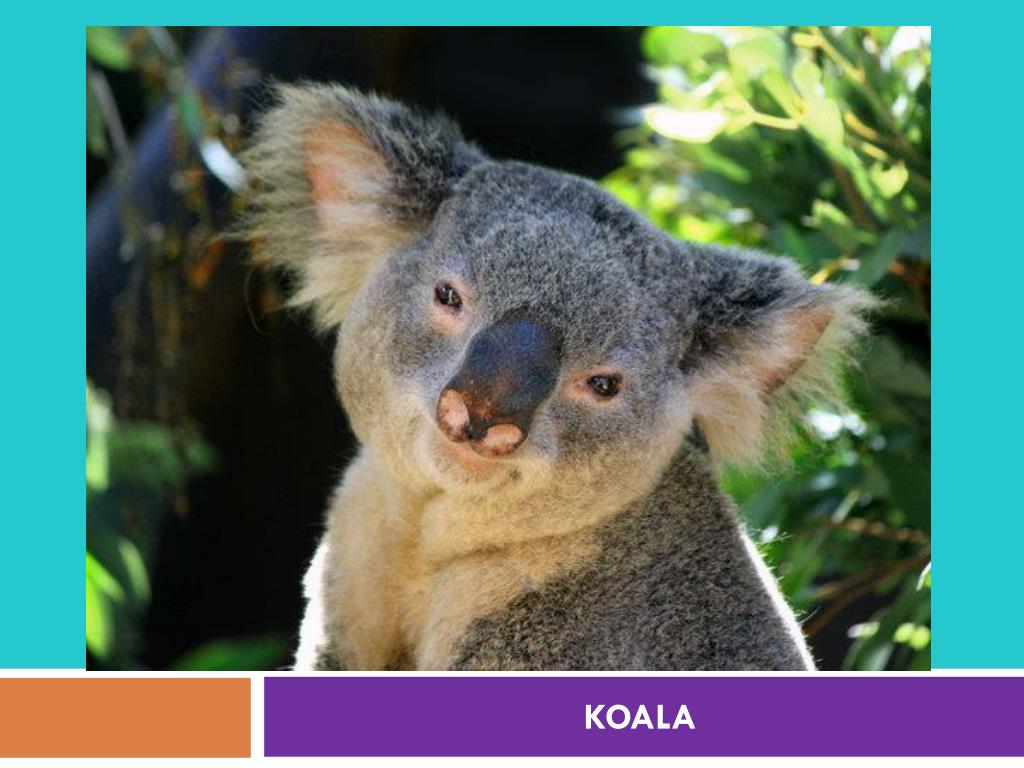 PPT - KOALA PowerPoint Presentation, free download - ID:2121171