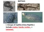 PPT - Reptiles PowerPoint Presentation, free download - ID:5710785