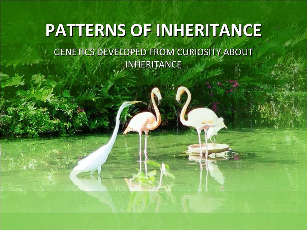 PPT - PATTERNS OF INHERITANCE PowerPoint Presentation, free download - ID:2122769