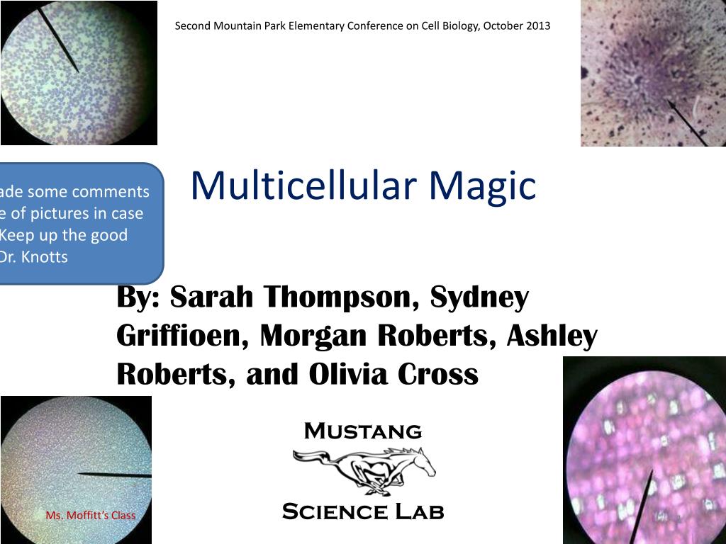 PPT - Multicellular Magic: Leaf Structure Discoveries in Ms. Moffitt's ...