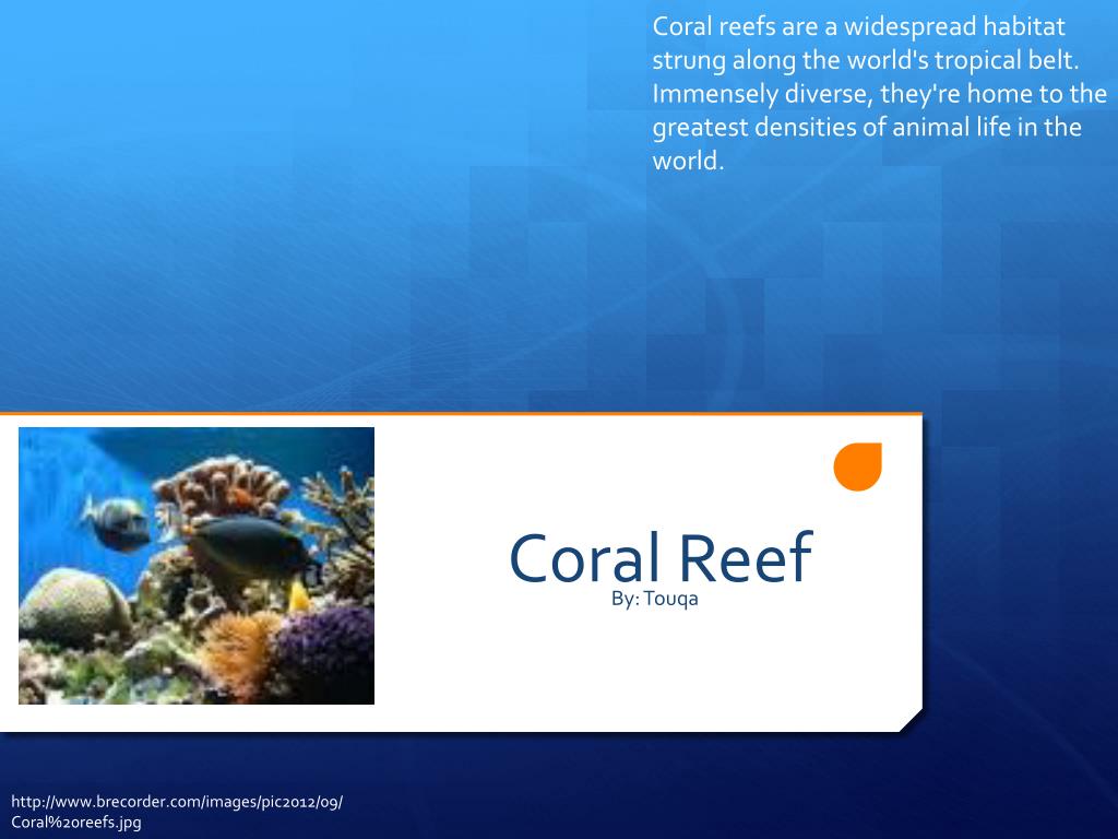 PPT - Coral Reef PowerPoint Presentation, free download - ID:2125360