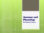 PPT - Anatomy and Medicine PowerPoint Presentation, free download - ID ...