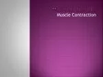PPT - Muscle Tissue PowerPoint Presentation, free download - ID:1466183