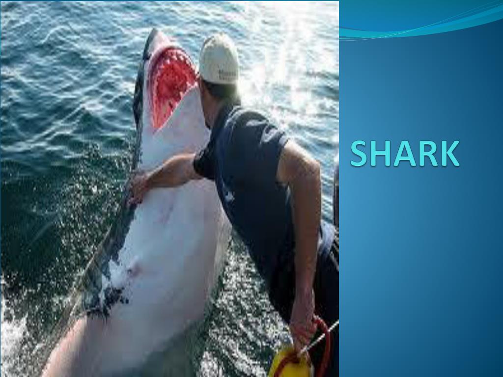 PPT - SHARK PowerPoint Presentation, free download - ID:2127762