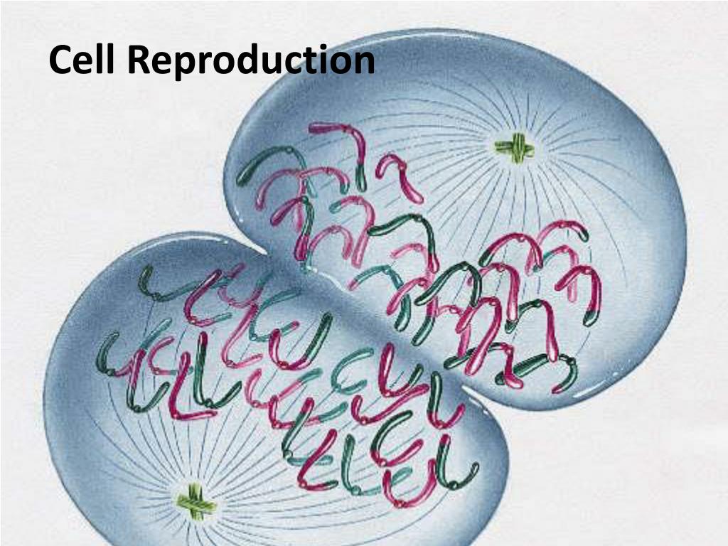 PPT - Cell Reproduction PowerPoint Presentation, free download - ID:2128220