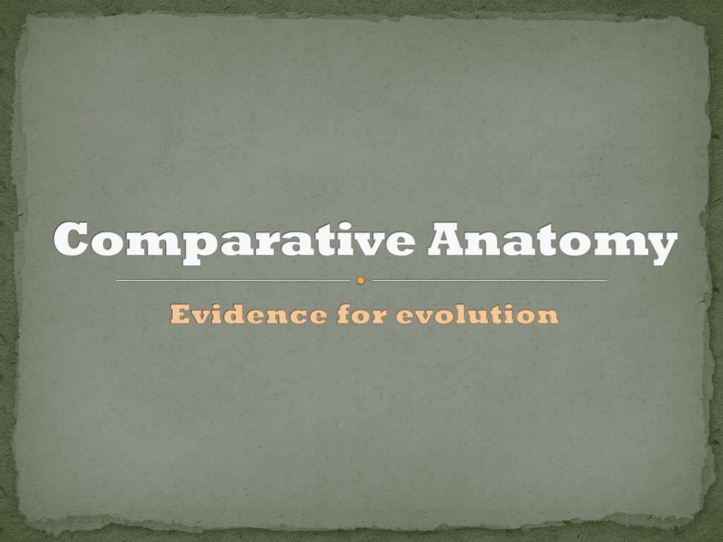 PPT - Comparative Anatomy PowerPoint Presentation, free download - ID ...