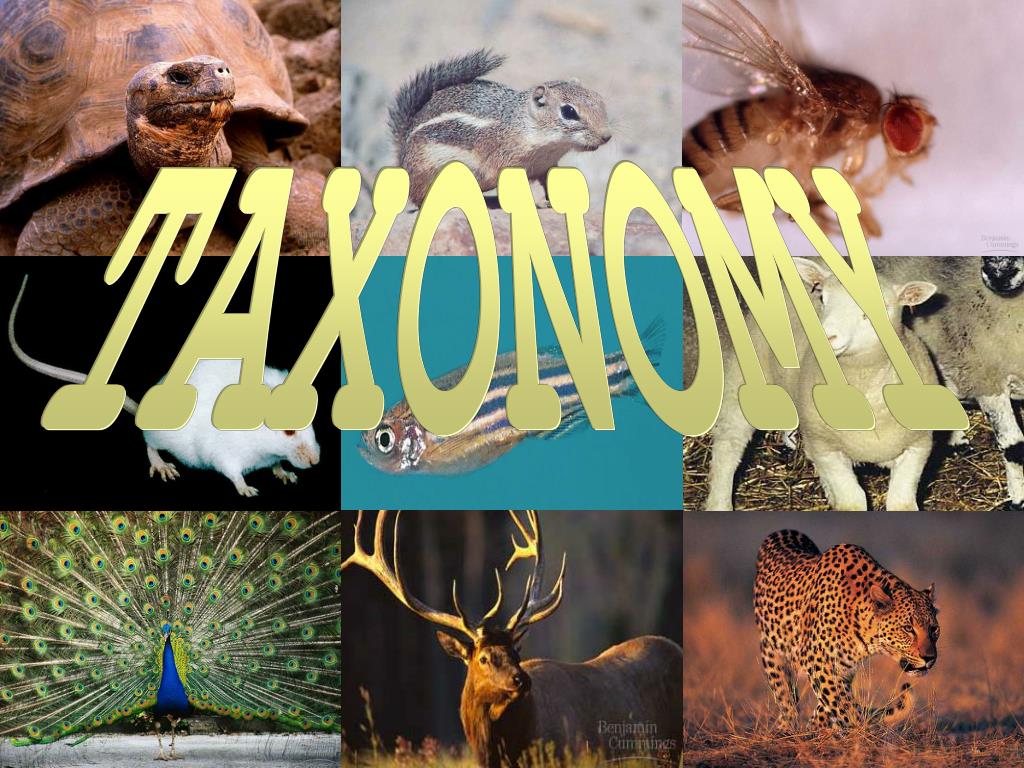 PPT - TAXONOMY PowerPoint Presentation, free download - ID:2128941