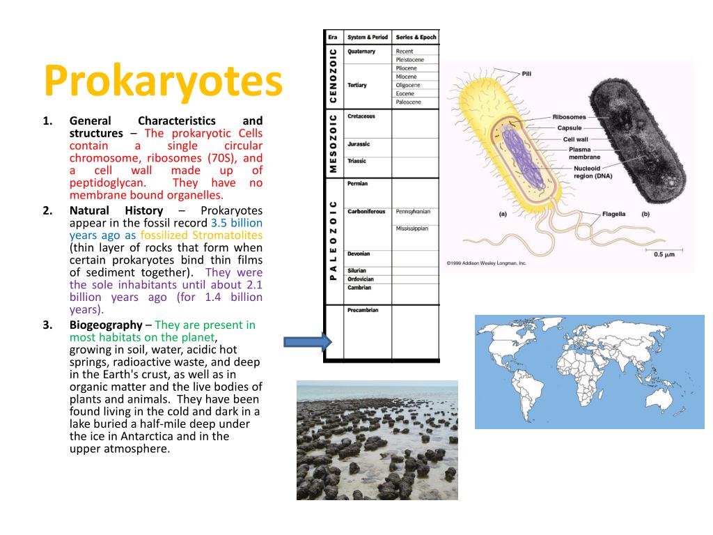 PPT - Exploring Prokaryotes' Structures and Diversity PowerPoint ...