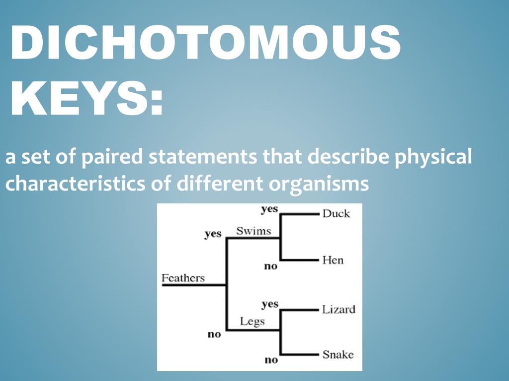 PPT - Dichotomous Keys: PowerPoint Presentation, free download - ID:2130282