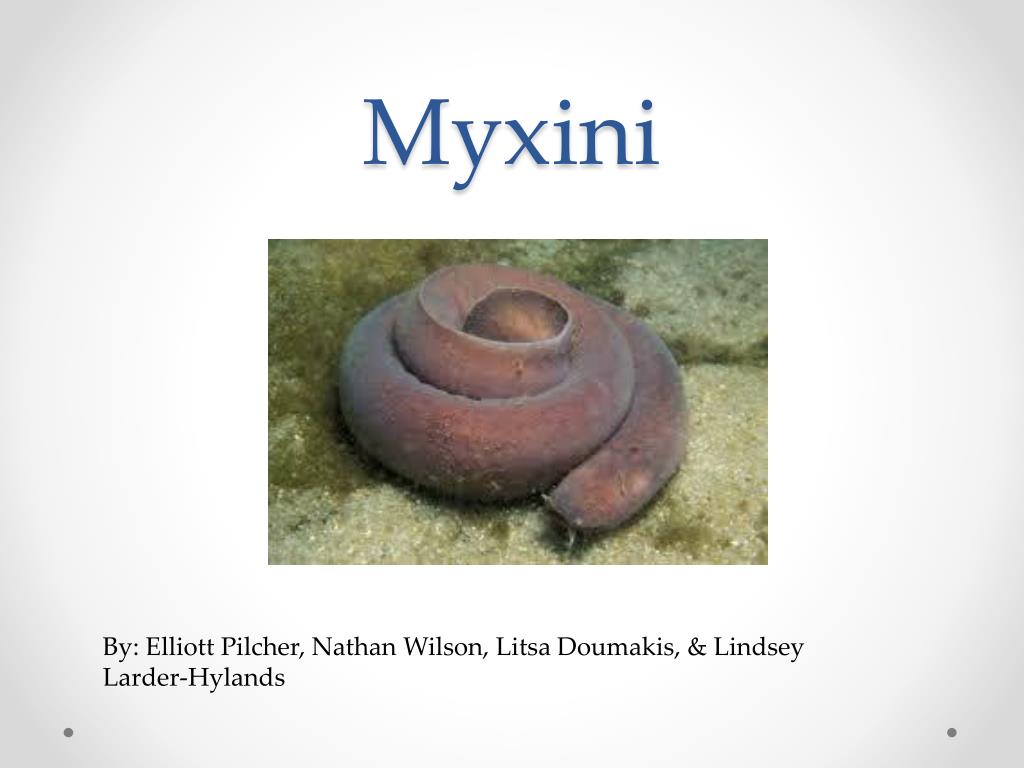 PPT - Myxini PowerPoint Presentation, free download - ID:2130284