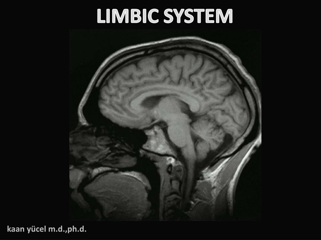 PPT - LIMBIC SYSTEM PowerPoint Presentation, free download - ID:2130402