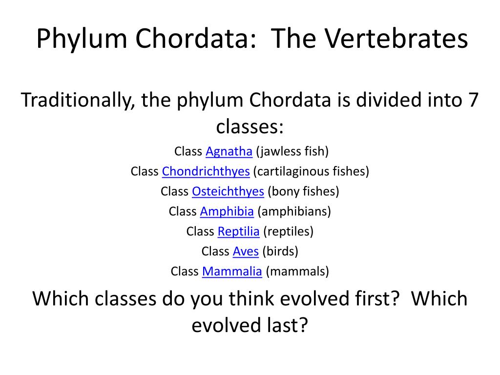 PPT - Phylum Chordata : The Vertebrates PowerPoint Presentation, free ...