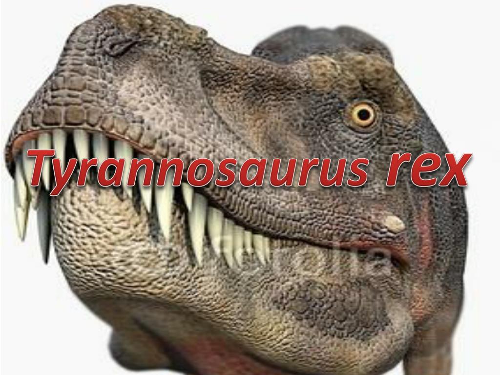 PPT - Tyrannosaurus rex PowerPoint Presentation, free download - ID:2132992