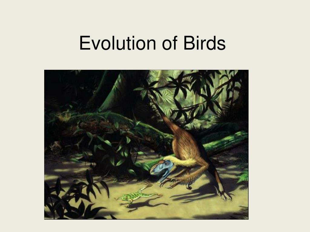 PPT - Evolution of Birds PowerPoint Presentation, free download - ID ...